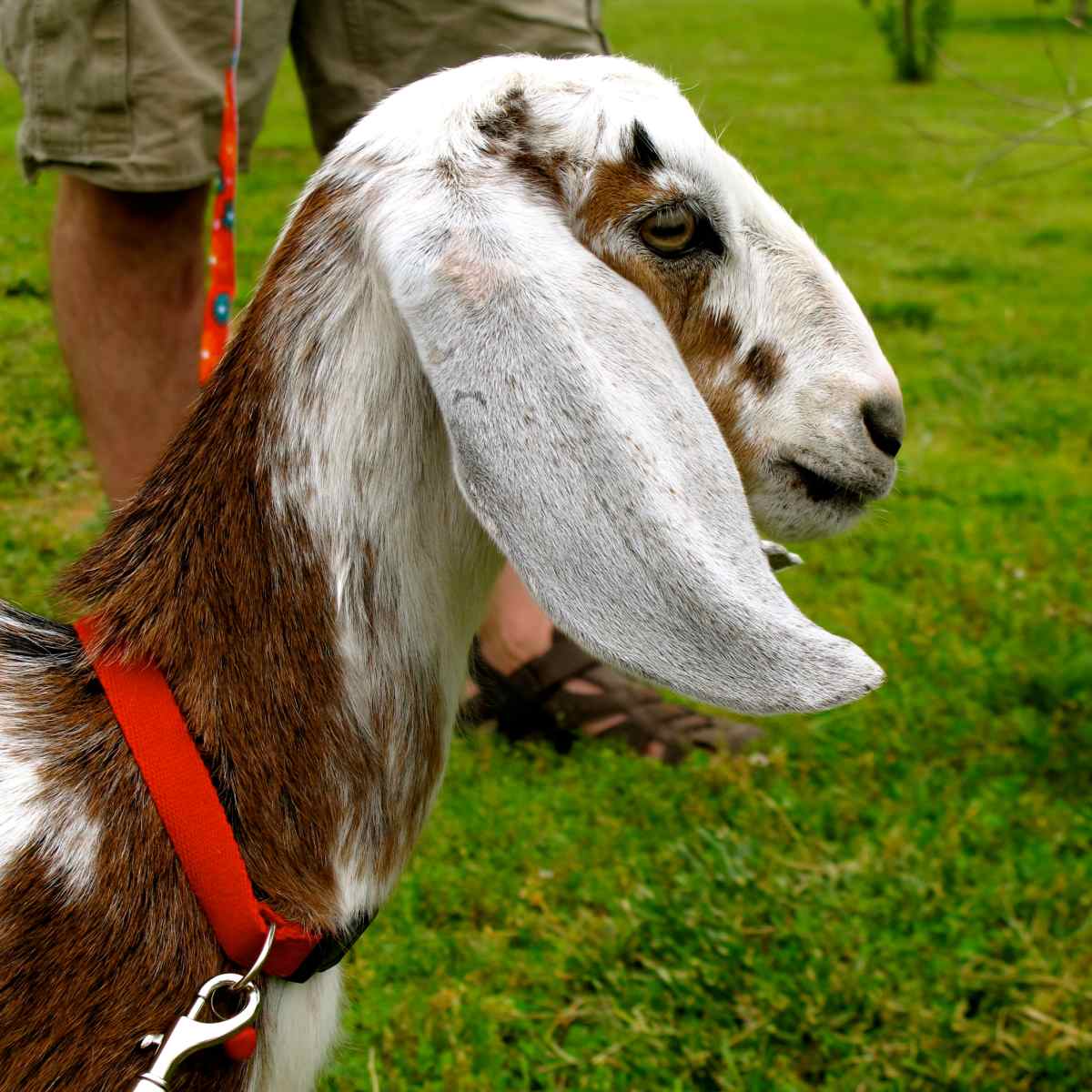 Can Dogs Catch Anything From Goats