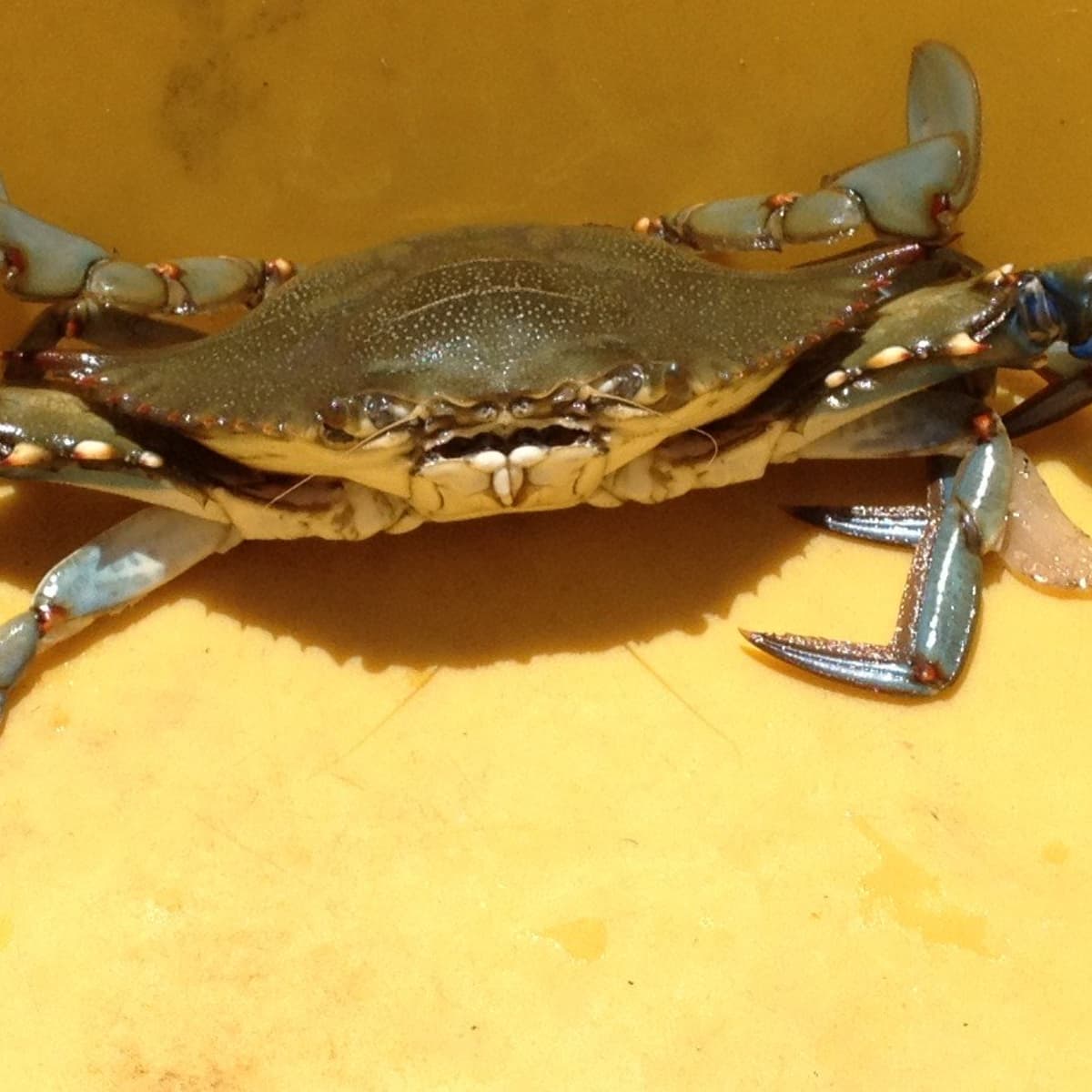 How to Catch Clean and Cook Blue Crabs Delishably