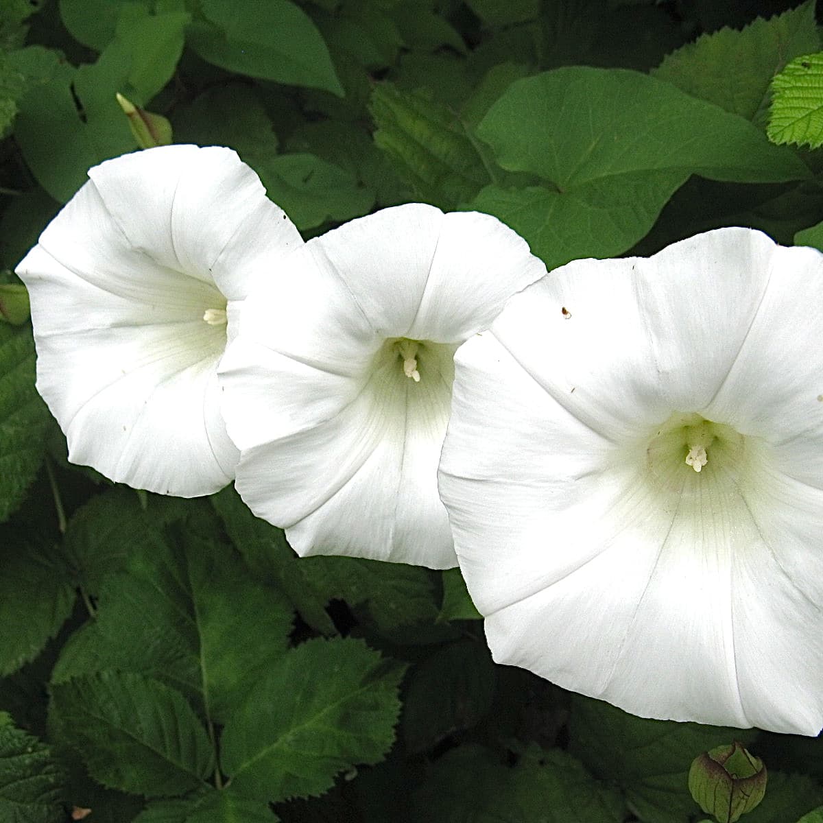 Hedge Bindweed or Wild Morning Glory An Invasive Plant Owlcation