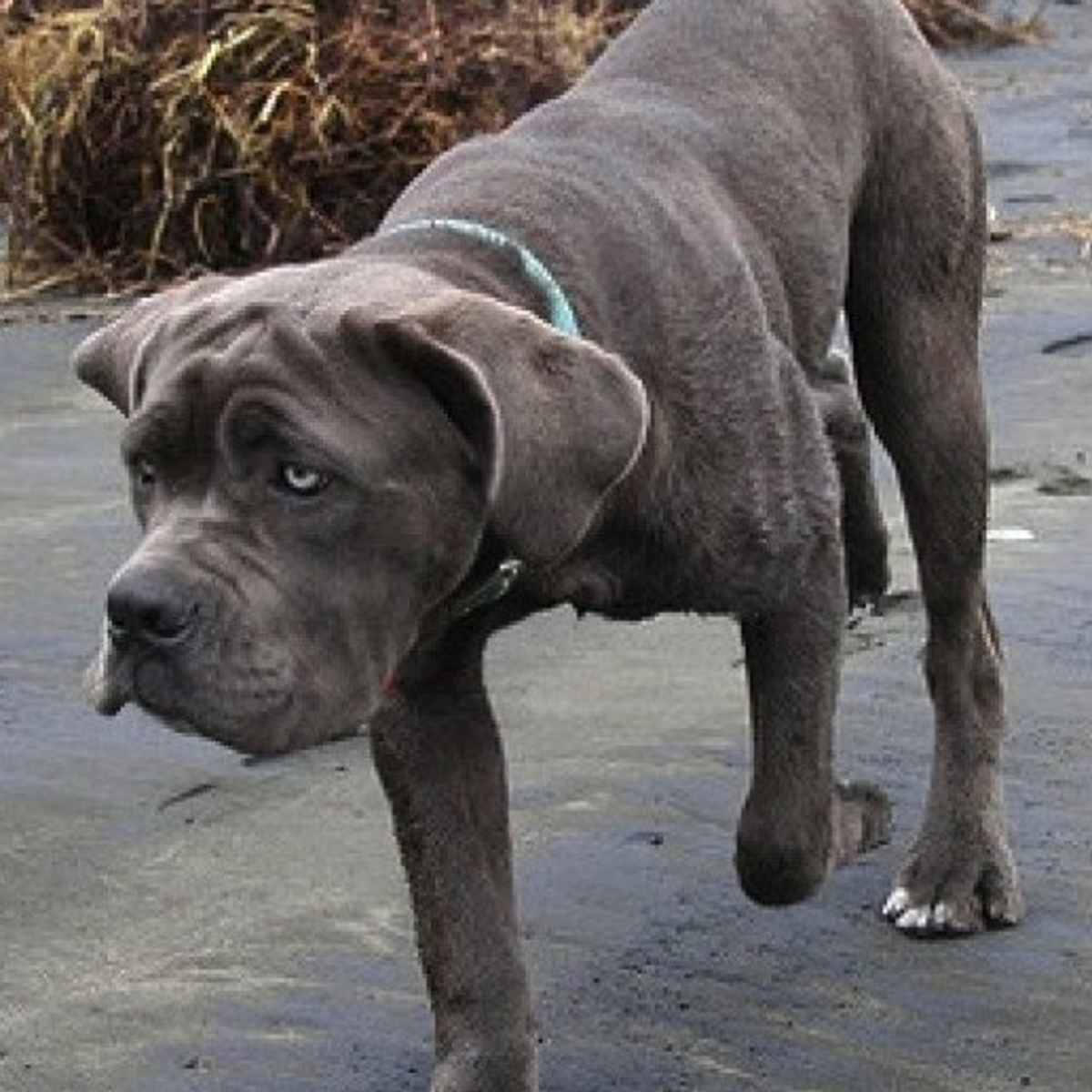 Best Guard Dog Breeds Which Breeds Can You Trust