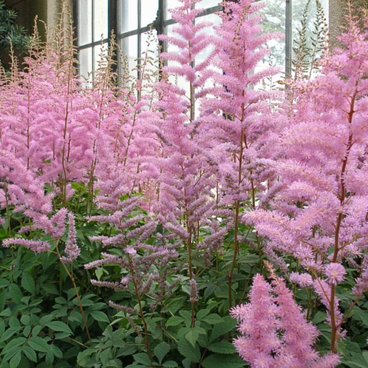 The 5 Best Ornamental Flowering Plants That Grow in the Shade HubPages
