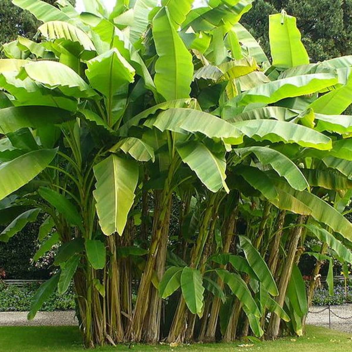 Banana tree store