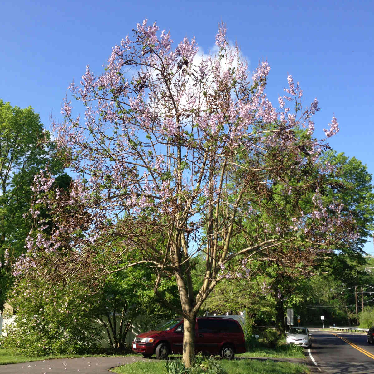 Royal Empress Dragon Tree Sale | varsana.com