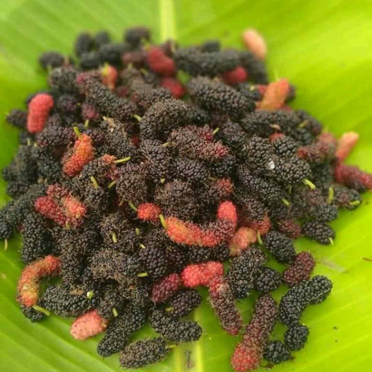 Breadfruit Wikipedia