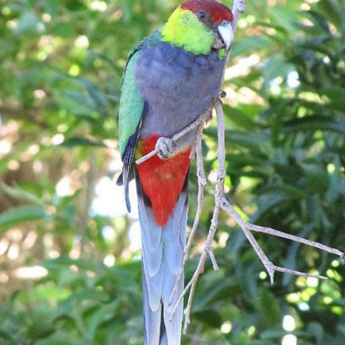 Red cap parrot store