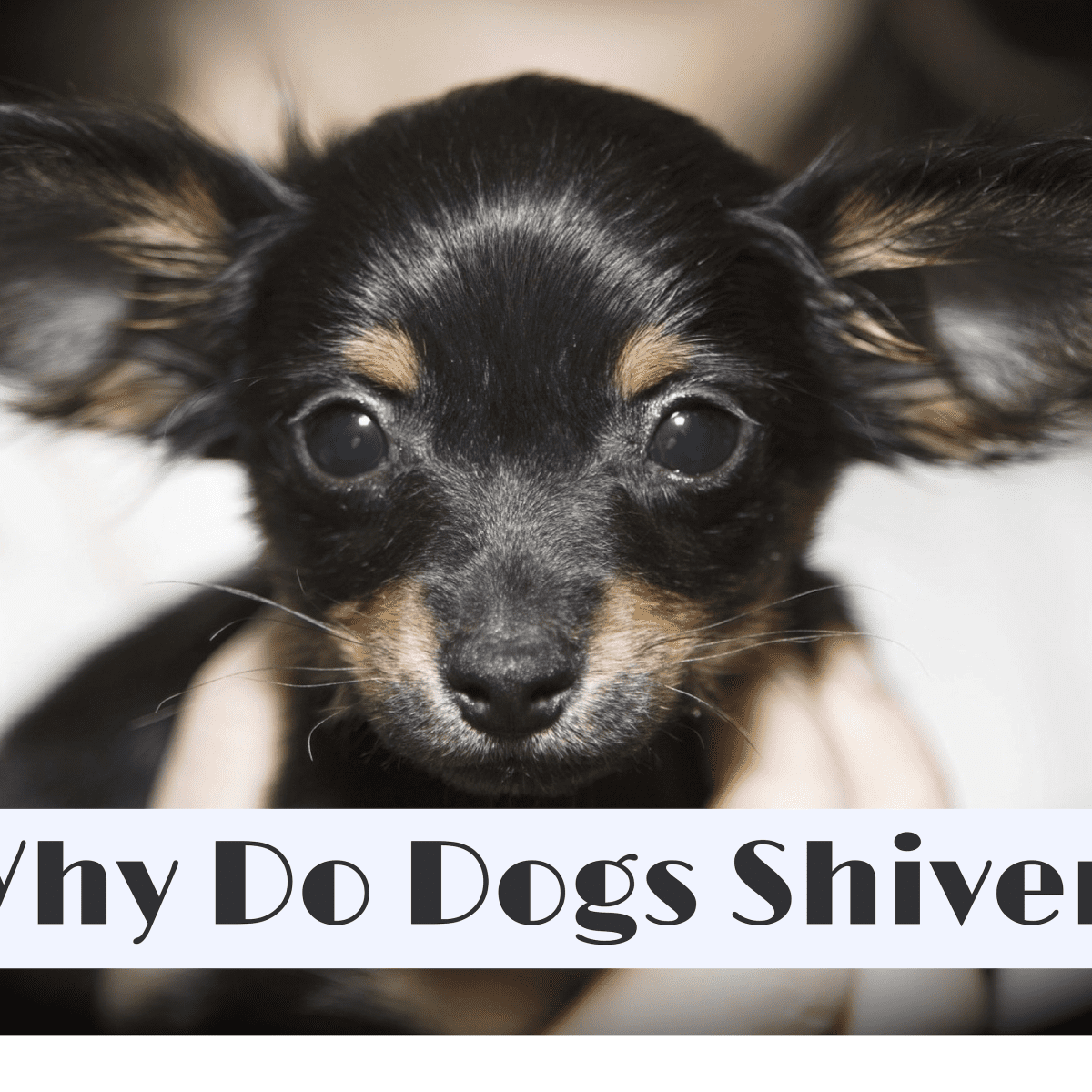 Why Do Small Dogs Tremble