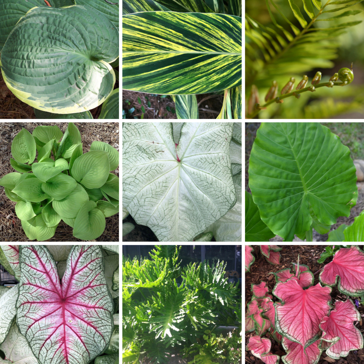 Types of foliage plants store
