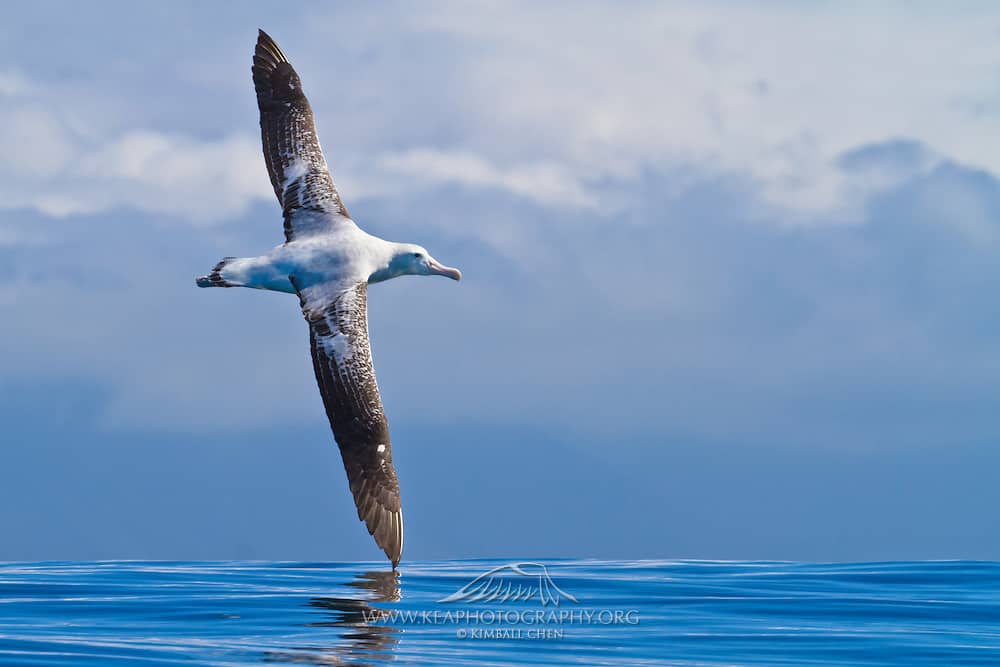 20 Awesome Birds You've Never Heard Of - HubPages