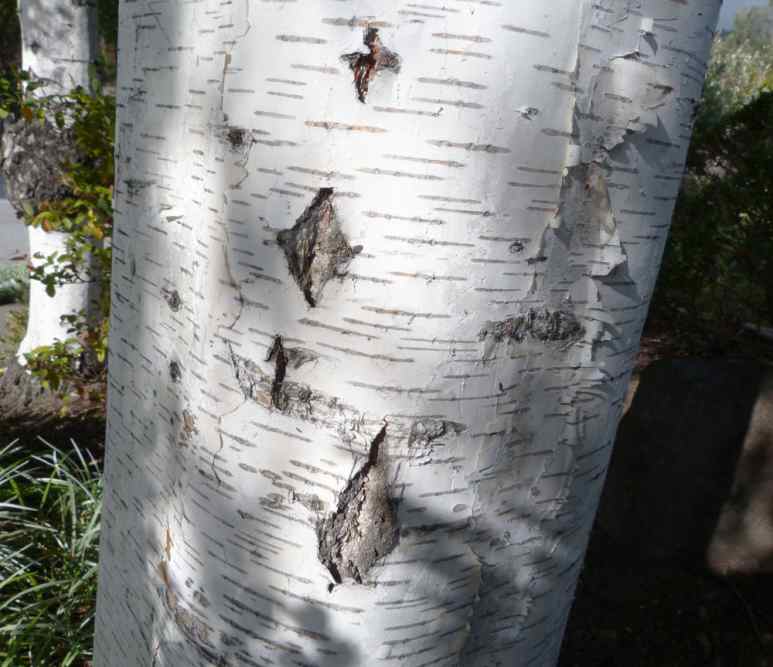 Cutleaf Weeping Birch Trees - HubPages