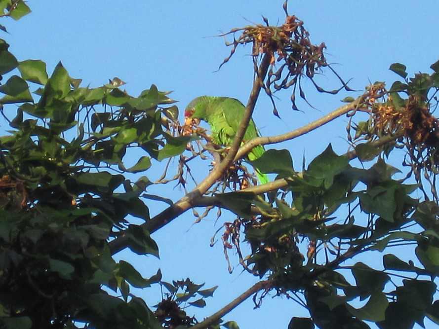 Wild Parrots of Southern California: Red-Crowned Parrots - HubPages