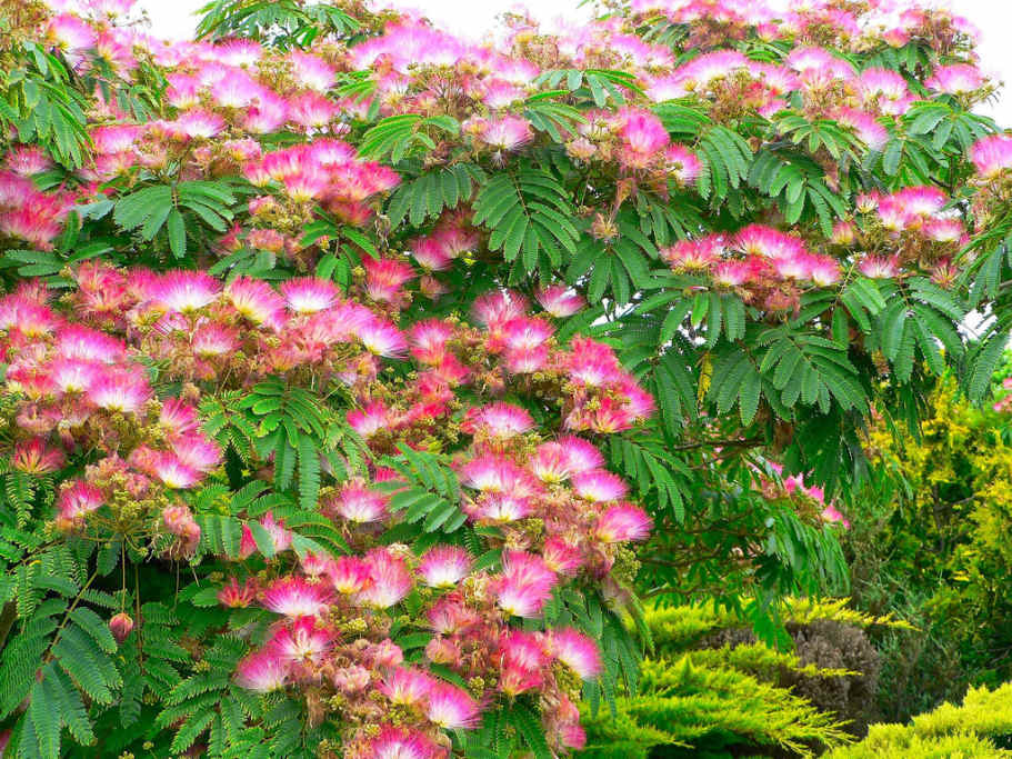 Mimosa Trees: Exotic, Aromatic, and Potentially Threatening? - Dengarden