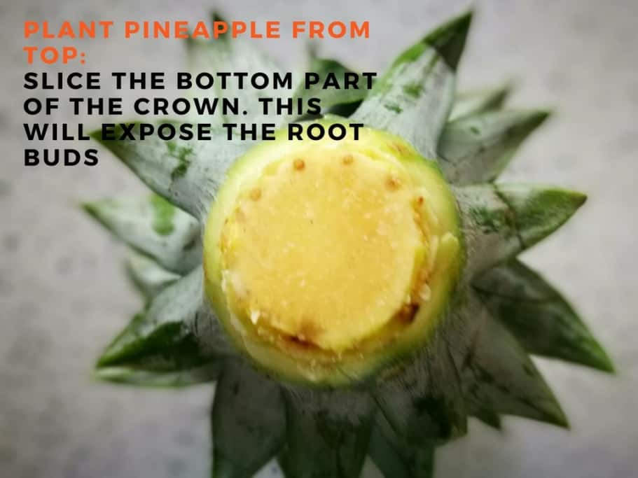 How to Plant and Grow Pineapple Top in 4 Easy Steps (With Photos ...