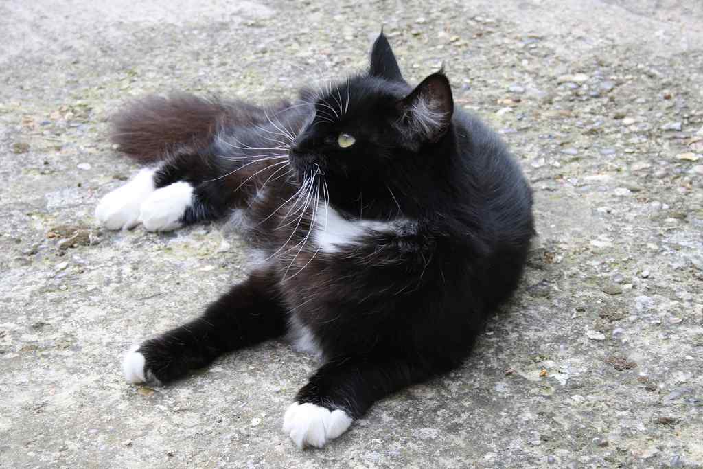 7+ Bicolor Pattern Variations in Cats (And Why They Occur) - PetHelpful