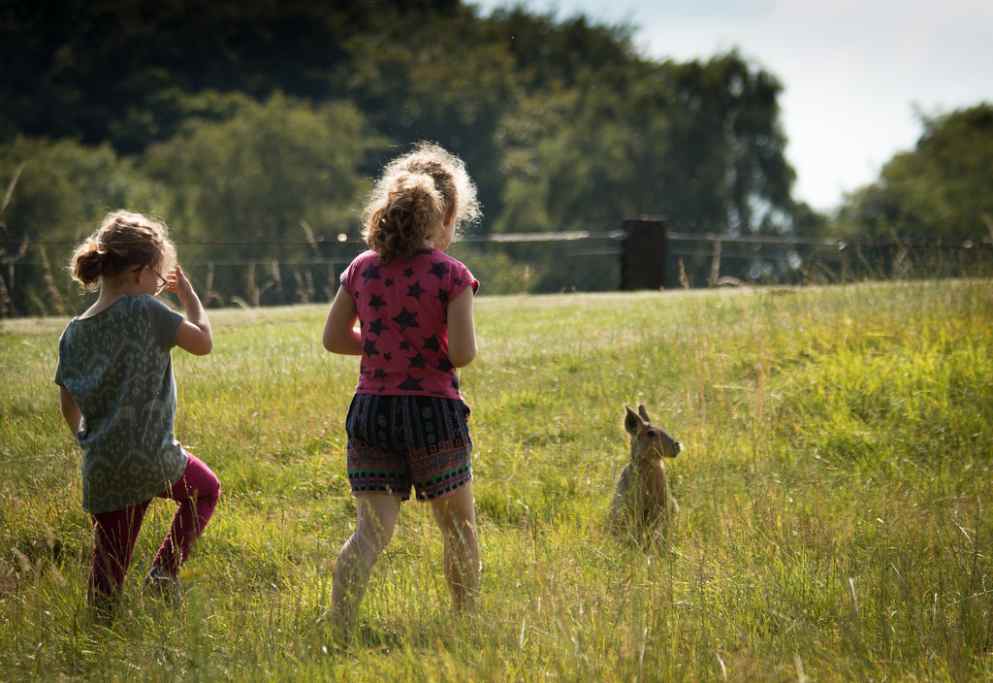 How to Care for Maras as Pets - HubPages