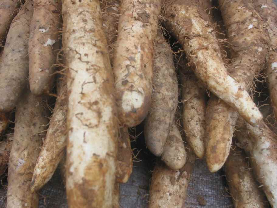 Weird Slimy Vegetables and Recipes - HubPages