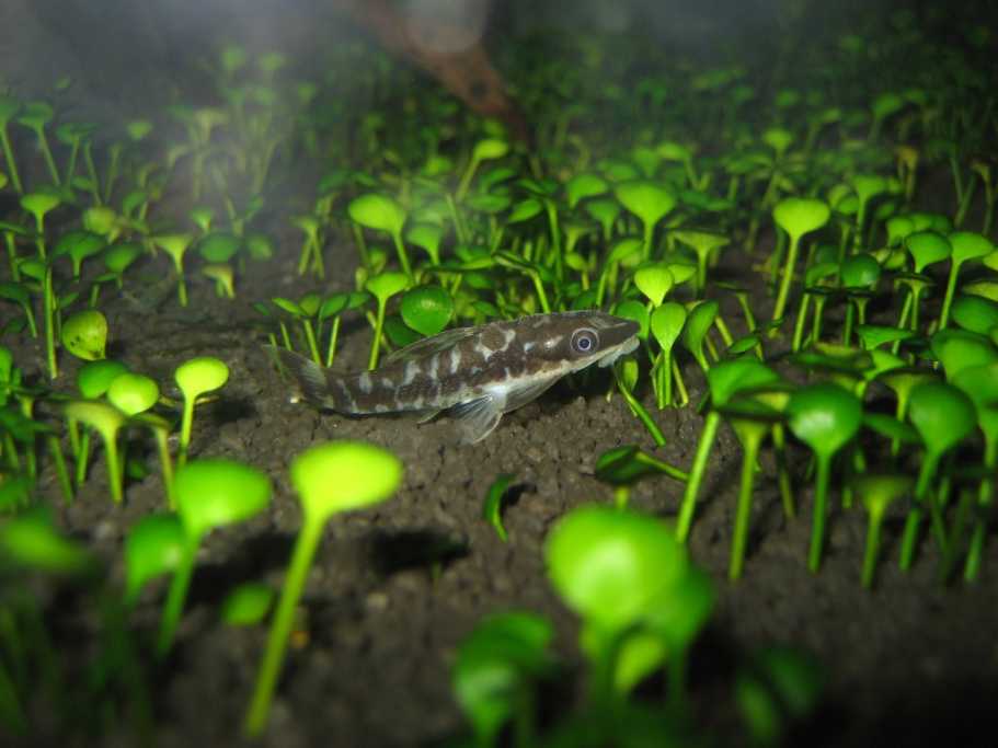 Zebra Oto Catfish: Diet, Tank Size, Compatibility, and More - HubPages