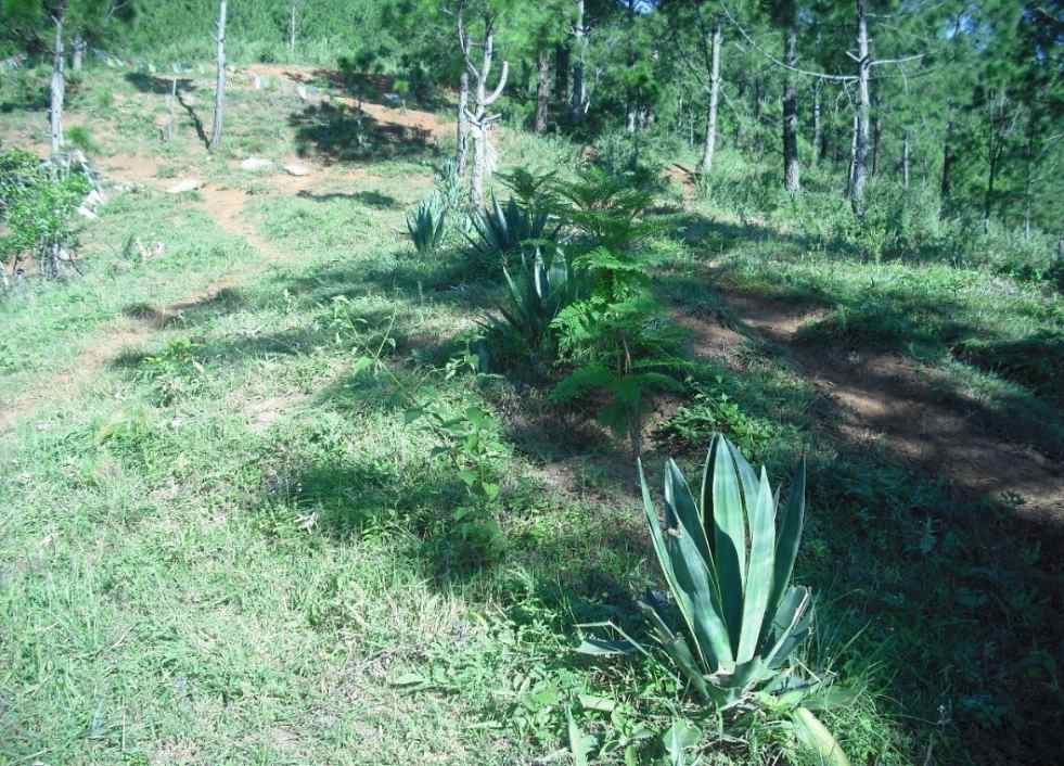 Transect walk (A case study) - HubPages