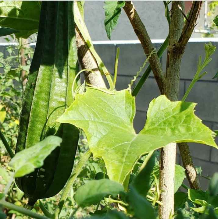 Complete Guide to Filipino Vegetables (With Tagalog Names) - HubPages