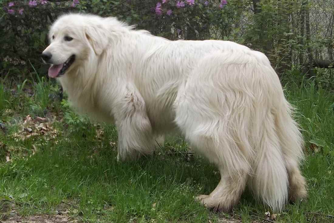 Top 10 Most Popular Cross-Breed Dogs - HubPages