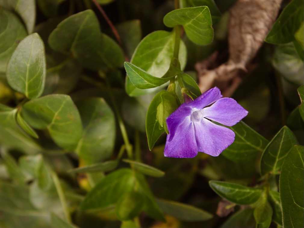How to Grow a Hanging Garden From Your Balcony Railing - Dengarden