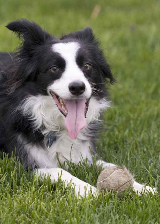 5 Good Dog Breeds for Farm Work - PetHelpful