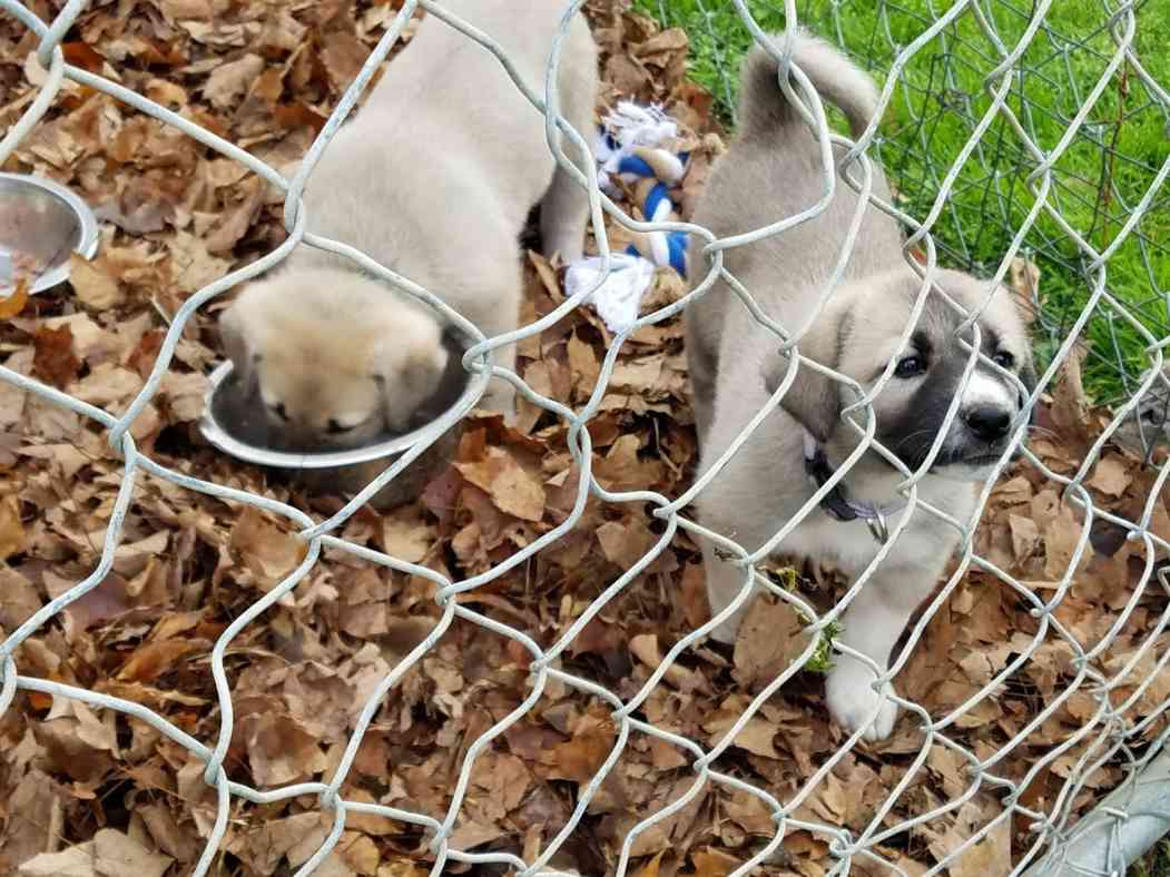 Anatolian Shepherd/Great Pyrenees Cross: A Great Livestock Guard Dog ...