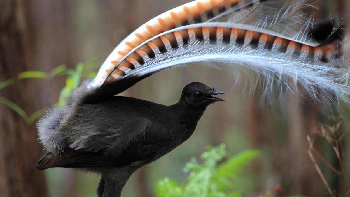 20 Awesome Birds You've Never Heard Of - HubPages