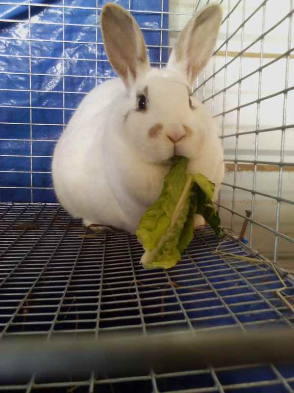 Free-Range Meat Rabbits - HubPages