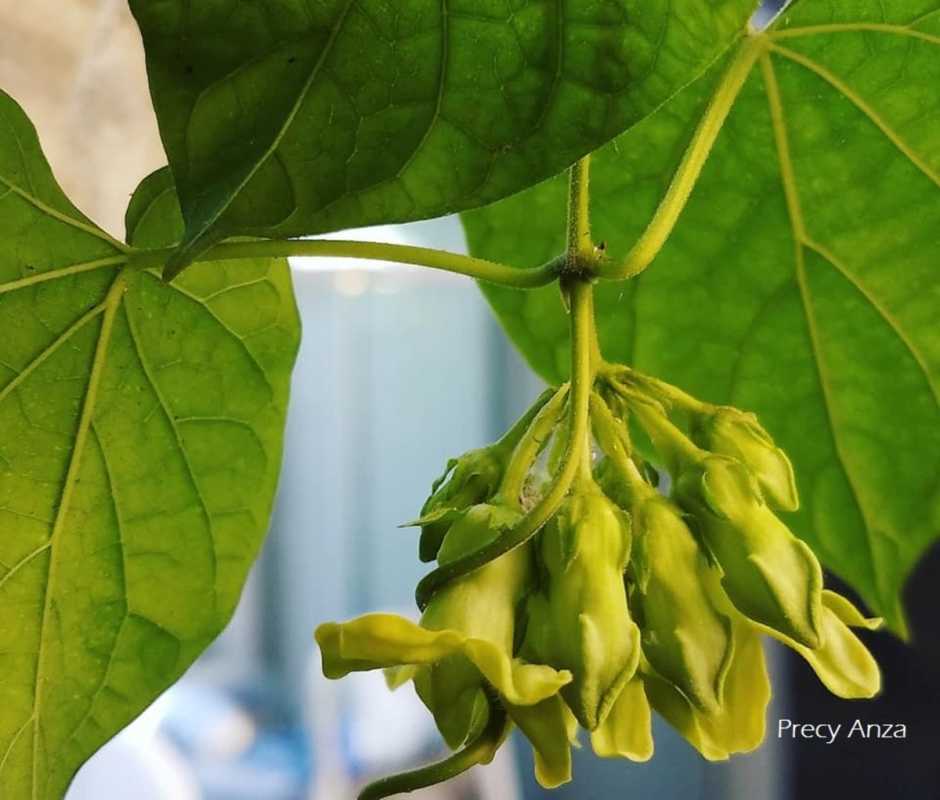 Tonkin Jasmine or Cowslip Creeper Vine and Its Edible Flowers - HubPages