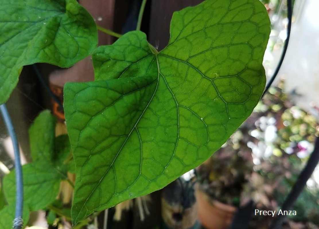 Tonkin Jasmine or Cowslip Creeper Vine and Its Edible Flowers - HubPages