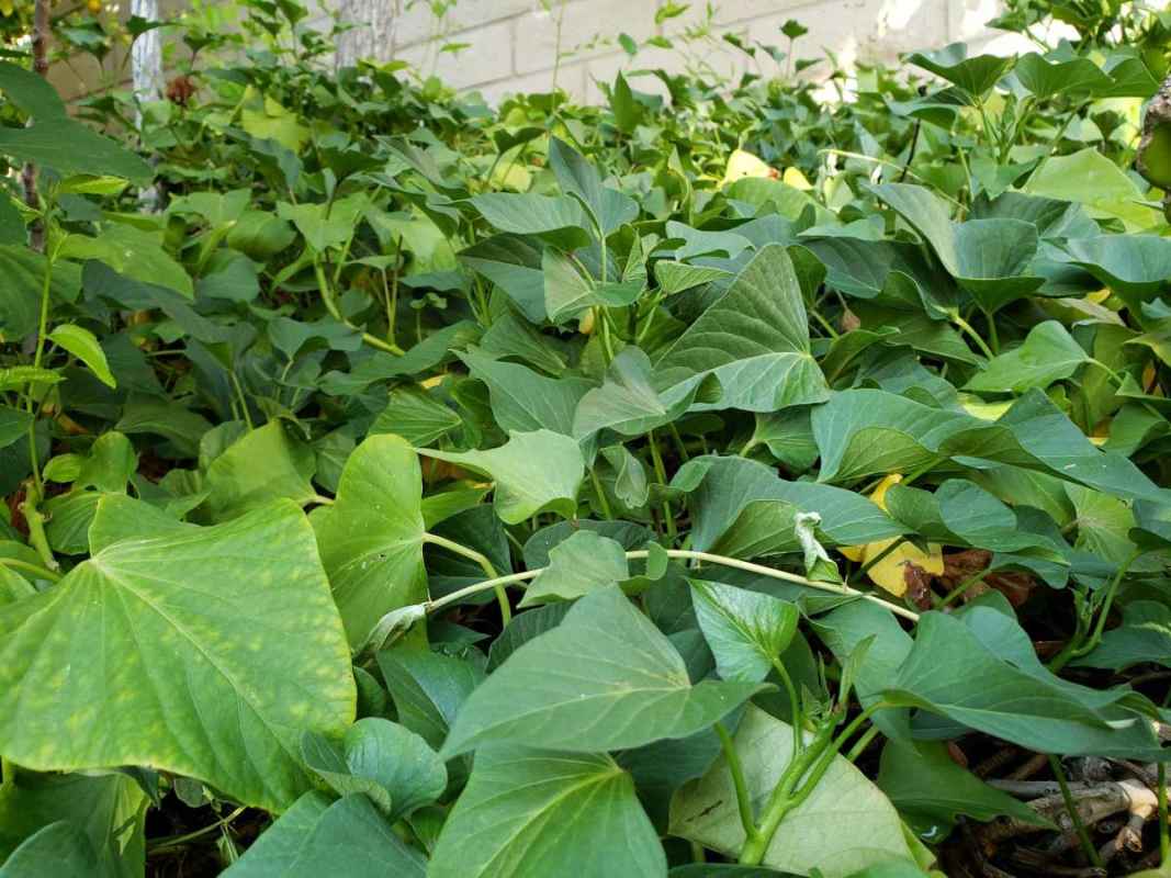 Root Crops Grown In The Philippines - HubPages