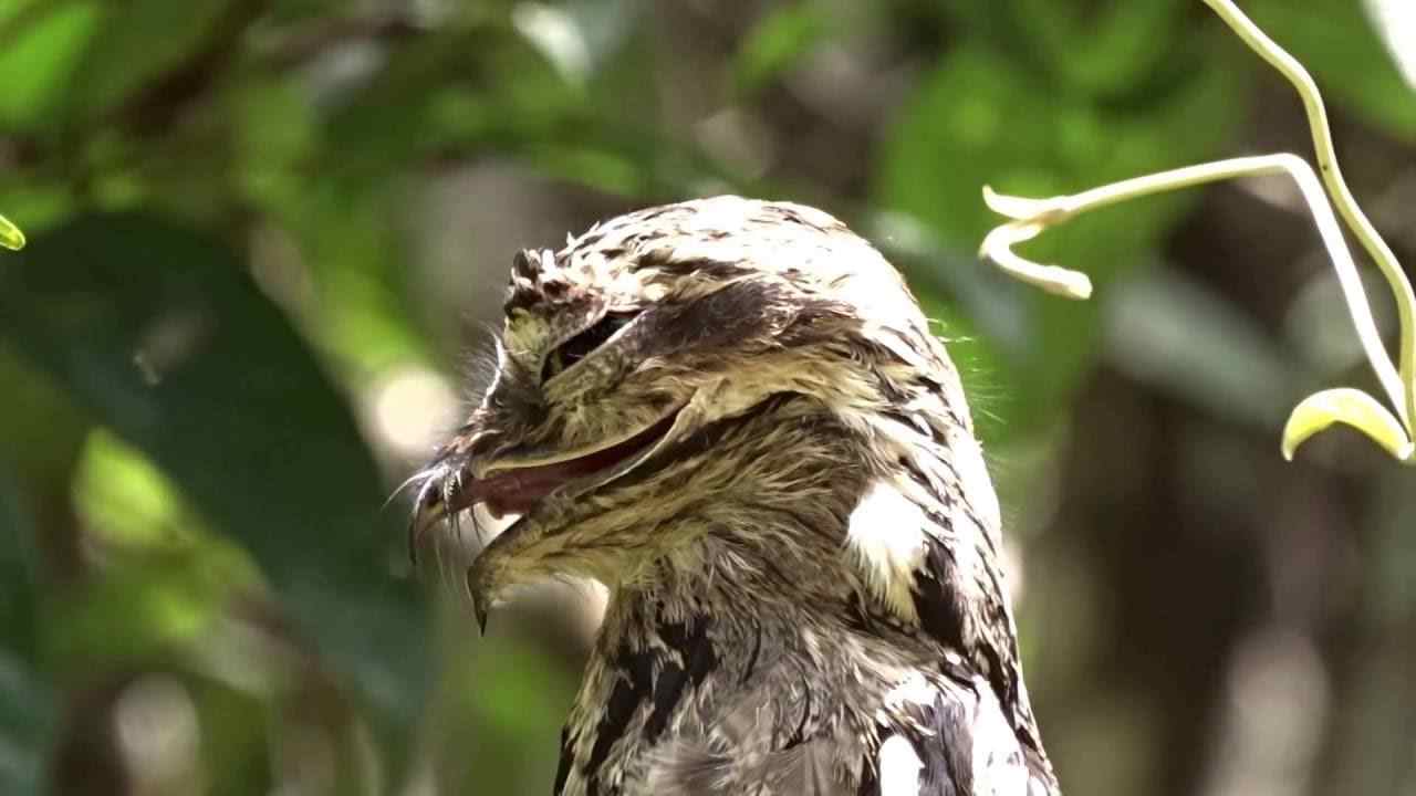 20 Awesome Birds You've Never Heard Of - HubPages