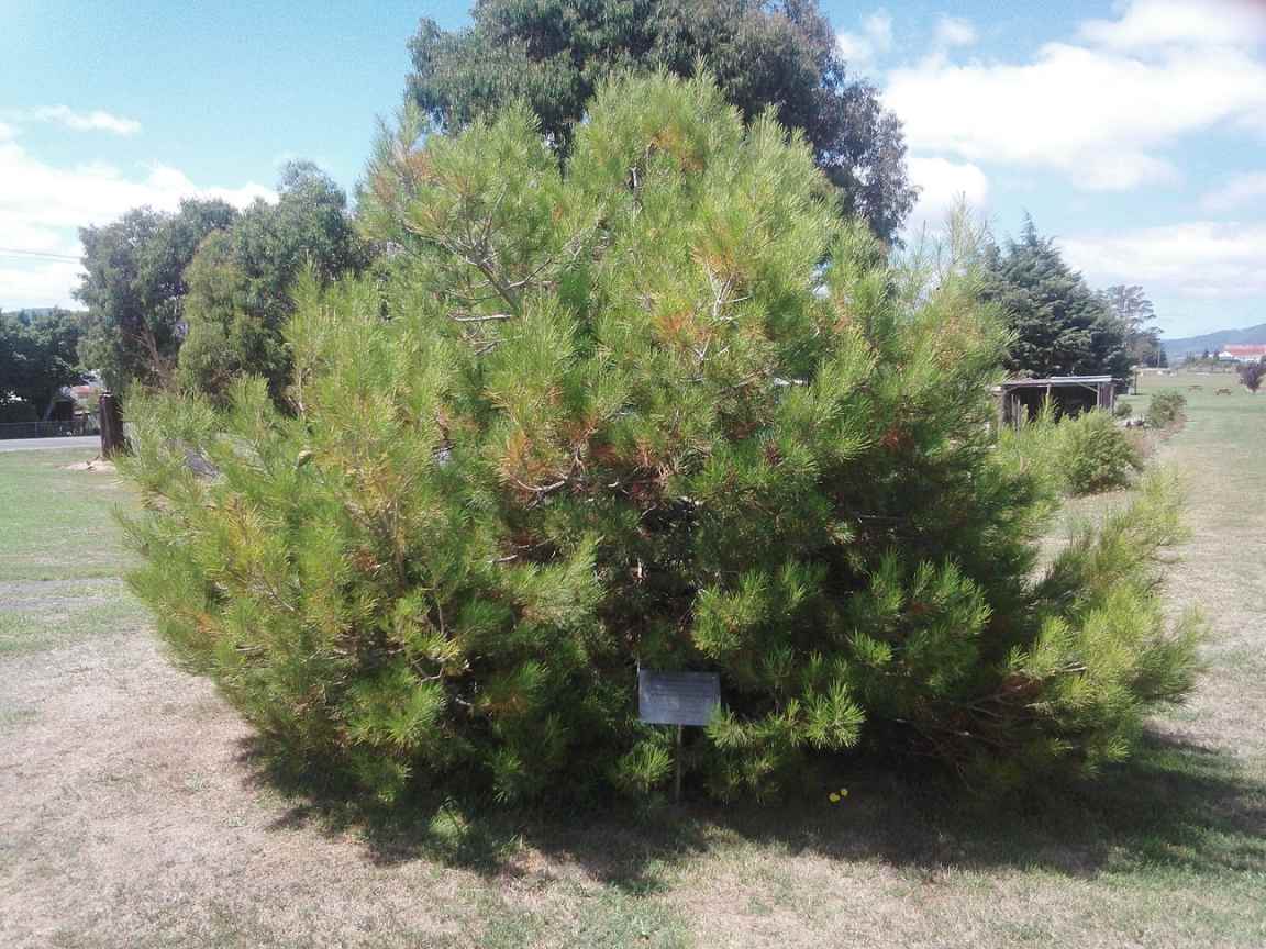 Legerwood's Memorial Trees: Tasmania's WW1 Heritage - HubPages