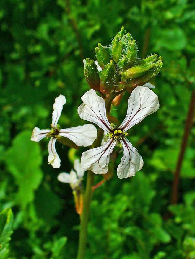 How to Grow and Use Arugula - HubPages