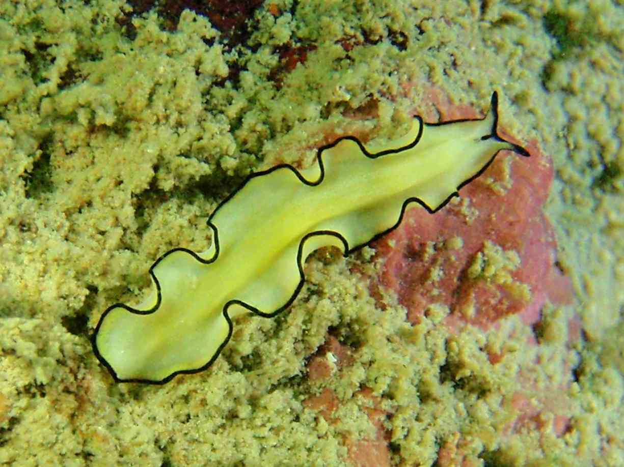 9 Major Groups of Invertebrate Animals - HubPages