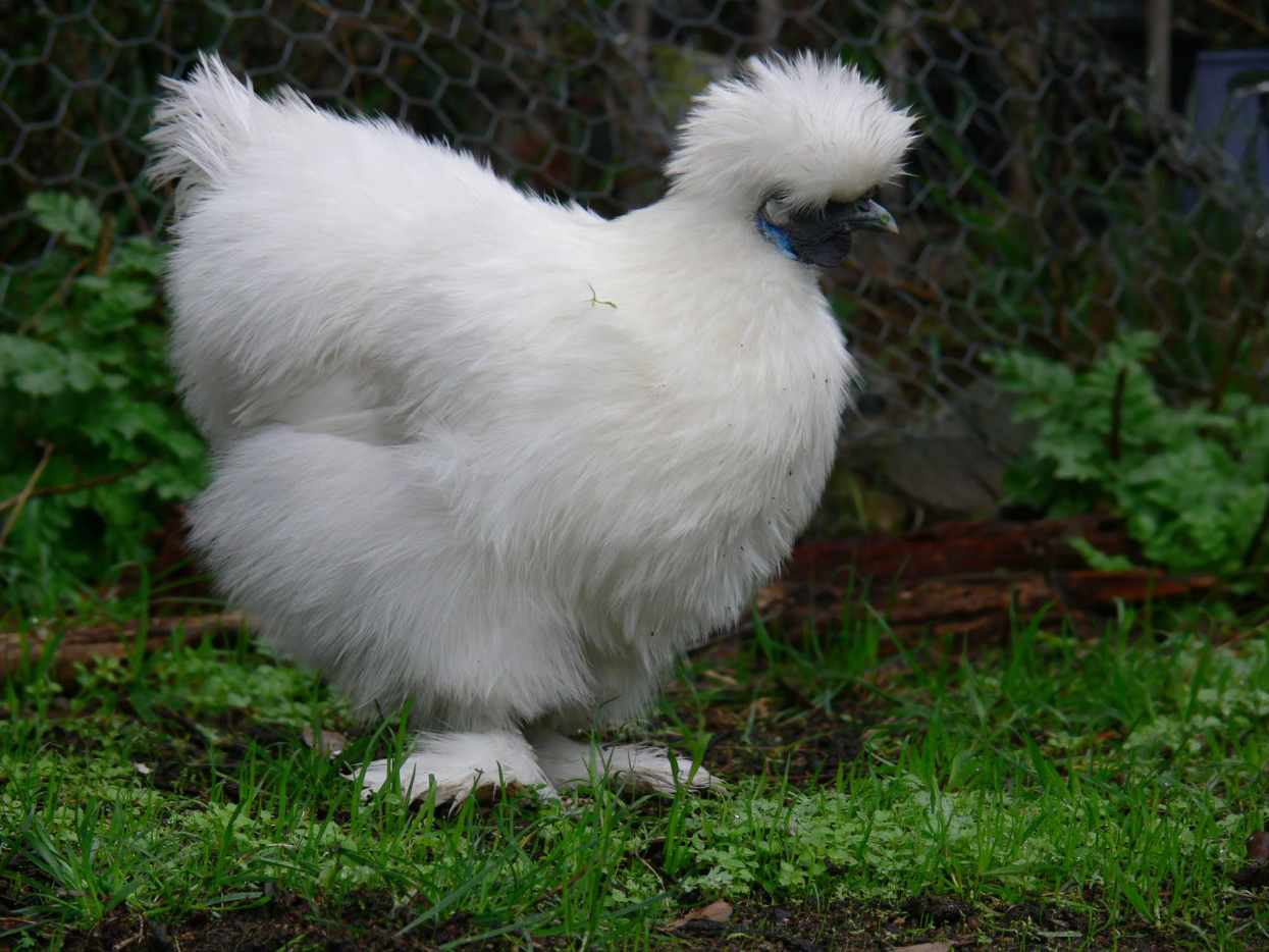 Five Weird and Uncommon Chicken Breeds - HubPages