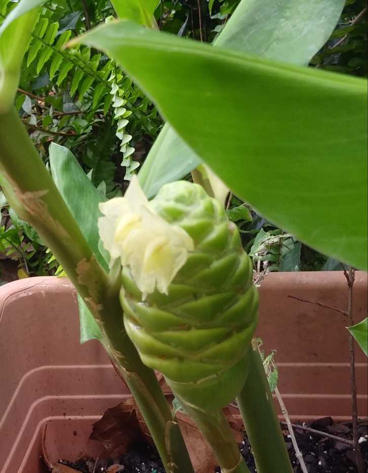 Pinecone Ginger: More Than Just a Pretty Face in Your Yard - HubPages