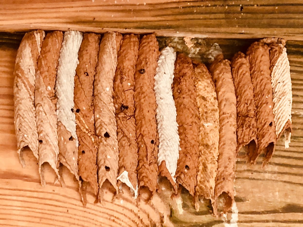 How To Remove Mud Dauber Nests From Stucco Griswold Buturing1943
