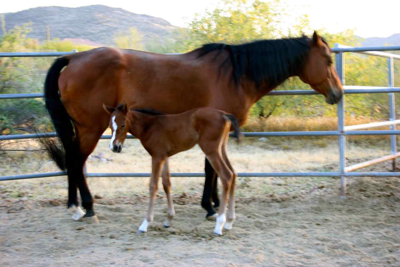 The Essential Foaling Kit for the First-Time Mare Owner - PetHelpful