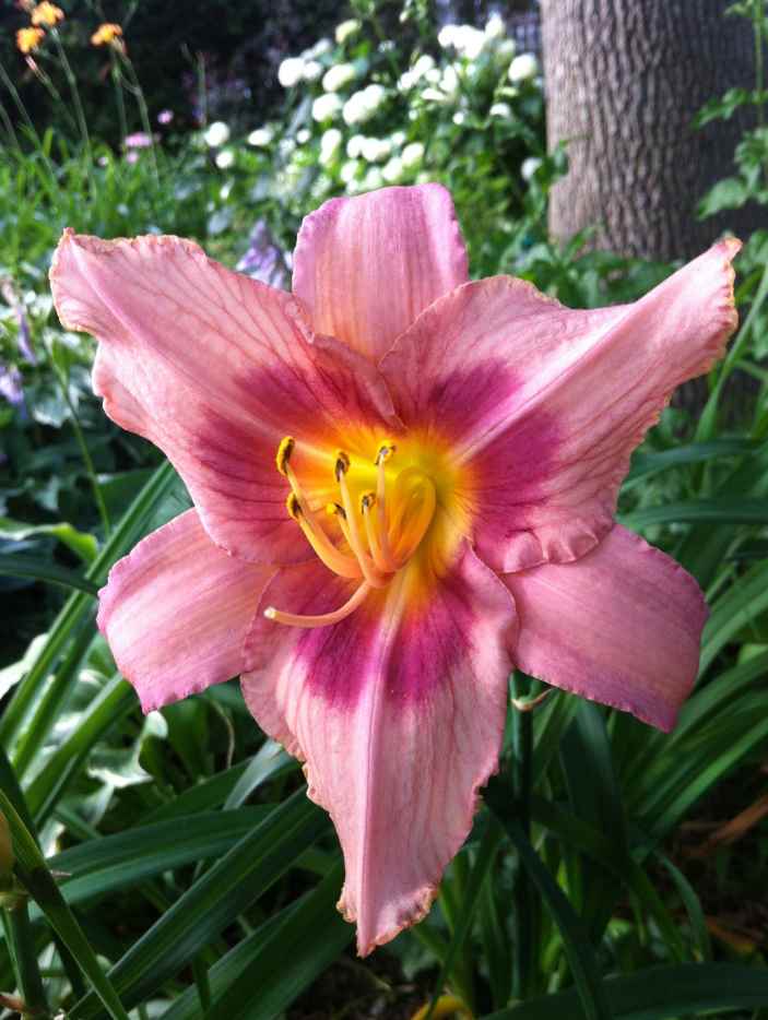 Grow Daylilies for a Low-Maintenance Garden (With Photos) - Dengarden