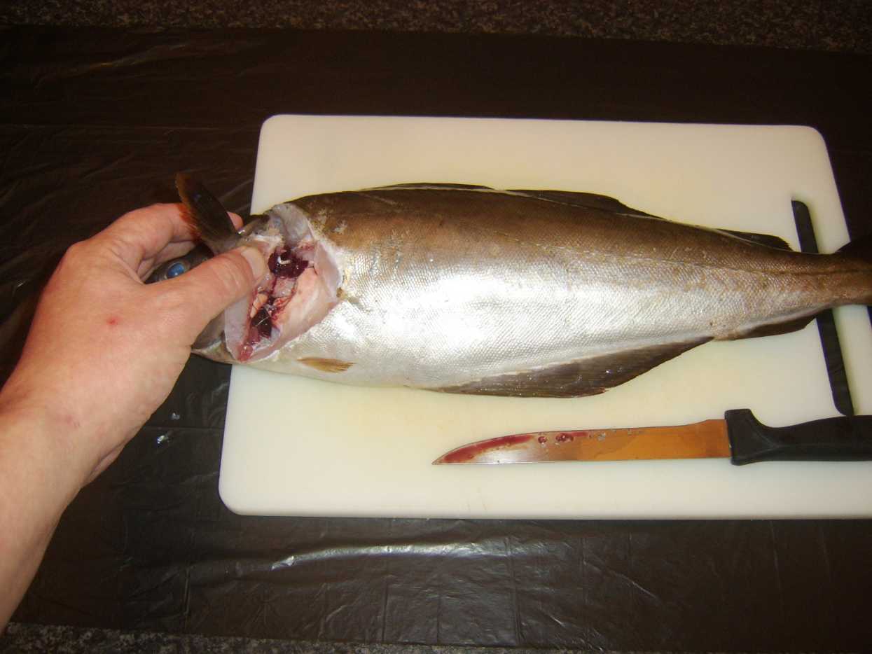 How to Fillet and Cook Pollack (With 6 Amazing Recipes) - HubPages