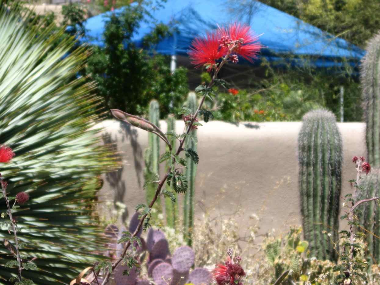 Spring in the Arizona Desert: Cacti in Bloom - Owlcation