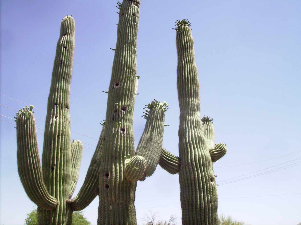 Spring in the Arizona Desert: Cacti in Bloom - Owlcation