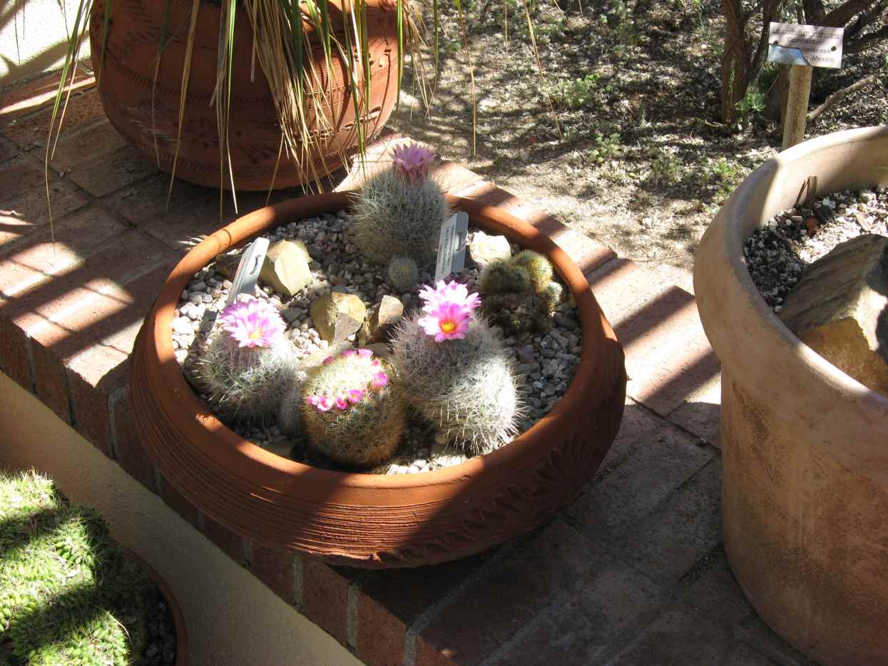 Spring in the Arizona Desert: Cacti in Bloom - Owlcation