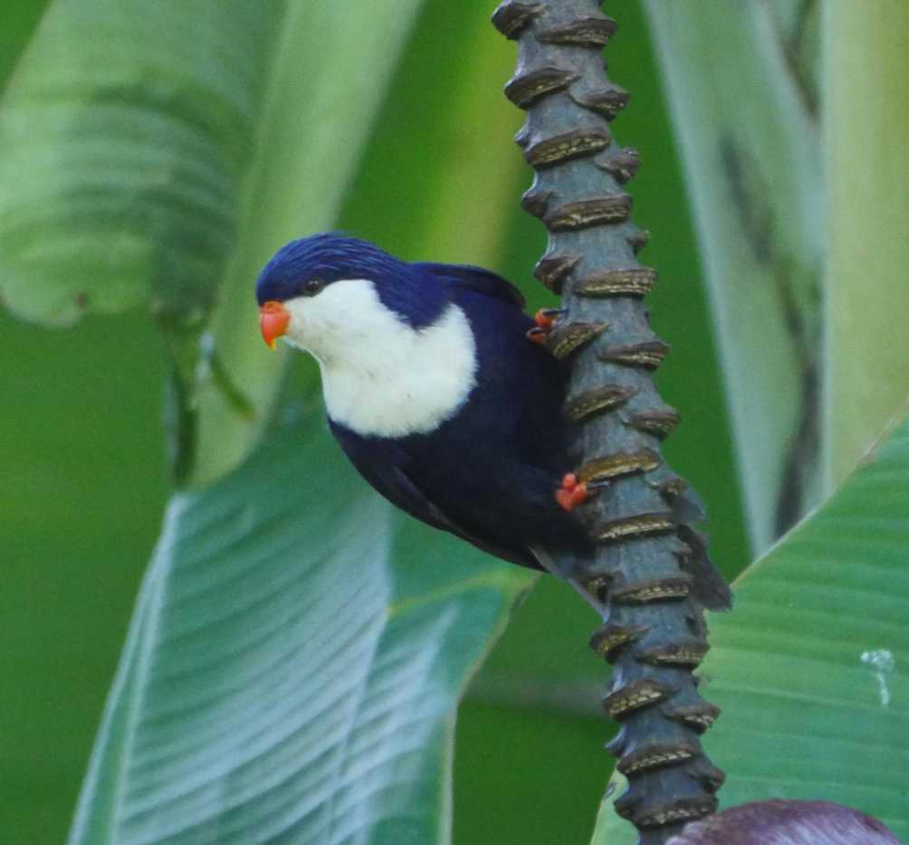 20 Awesome Birds You've Never Heard Of - HubPages