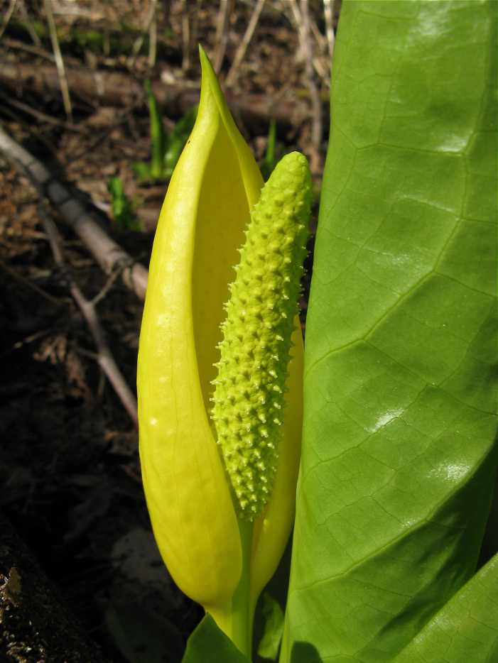 8 Lovely B.C. Plants That Flower in Spring: Photos and Facts - Owlcation