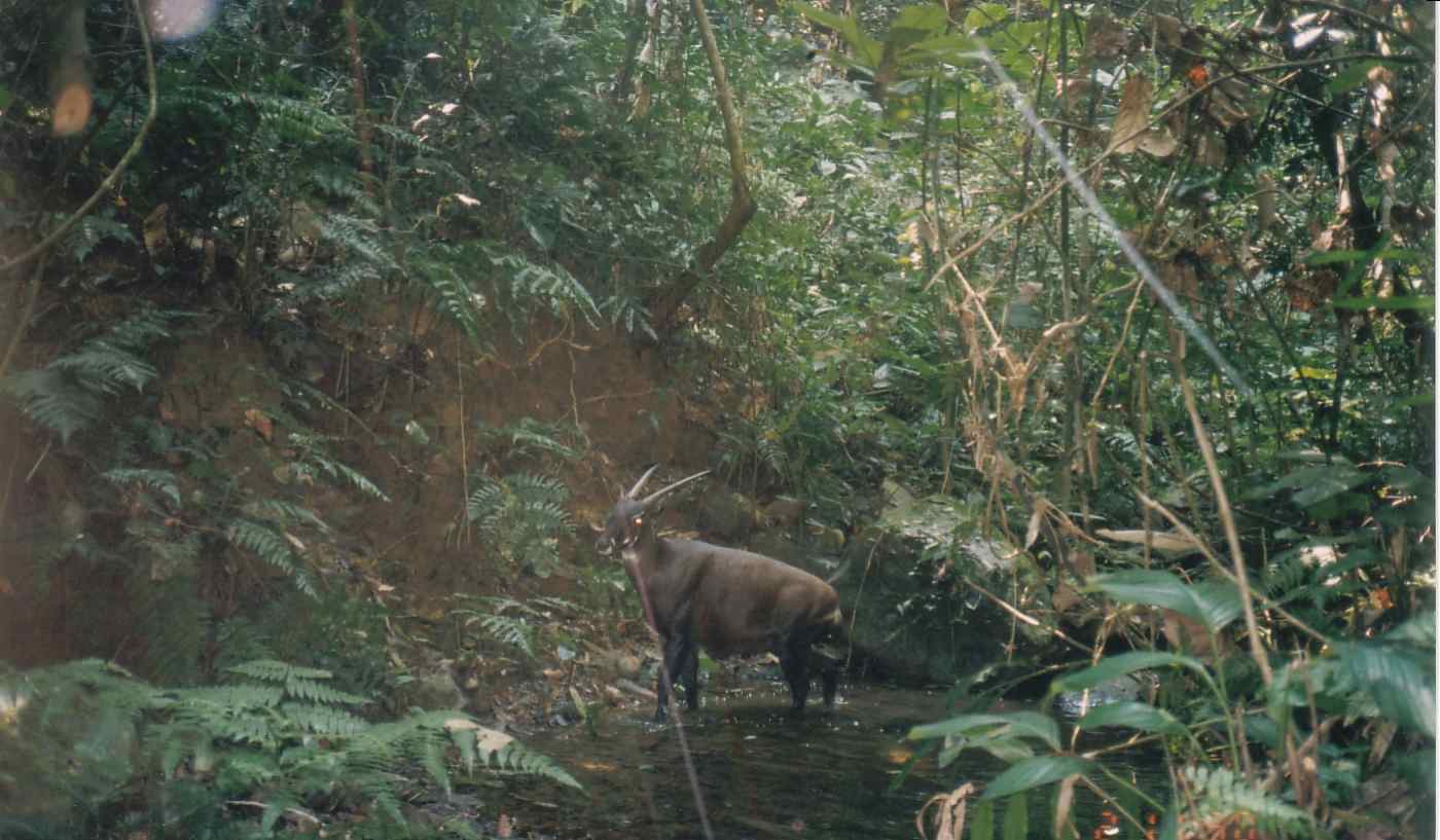 The Saola: A Critically Endangered Species - HubPages