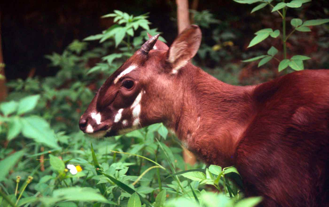 The Saola: A Critically Endangered Species - HubPages