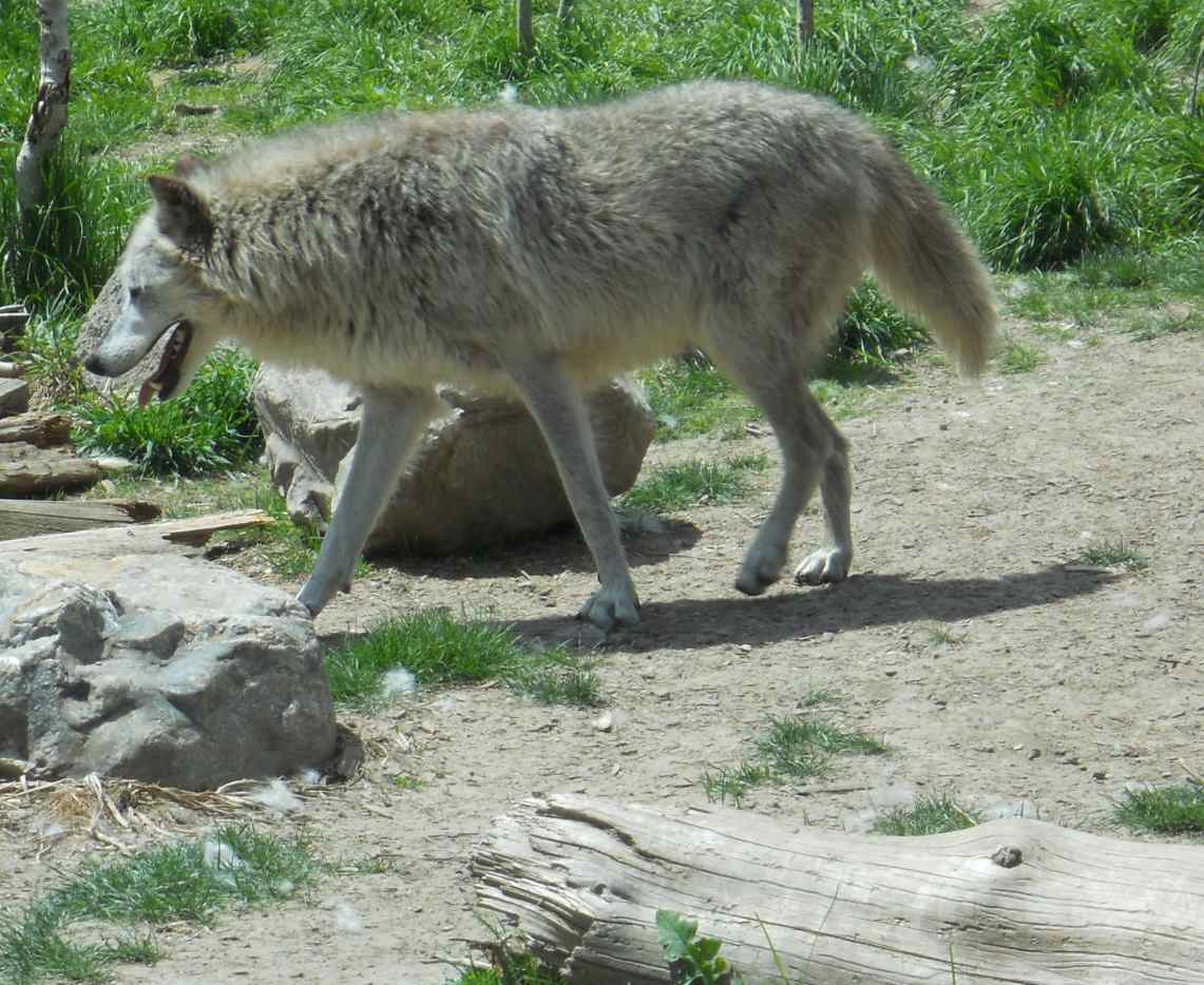 Reintroduction of the Gray Wolf: Pros and Cons - Owlcation