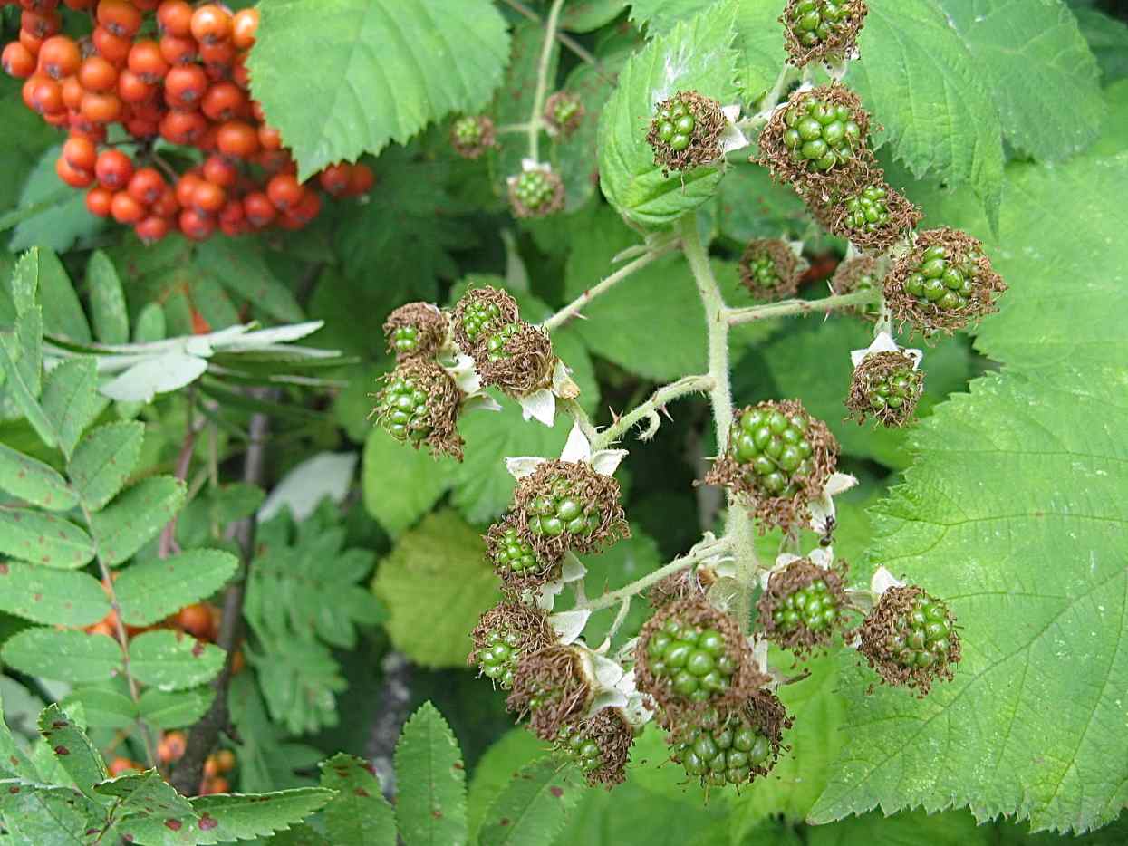 Himalayan Blackberry: An Invasive Bush With Tasty, Edible Fruit - Owlcation
